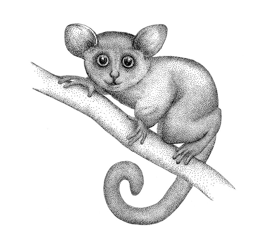 Children's Illustration by Kristen Schwartz